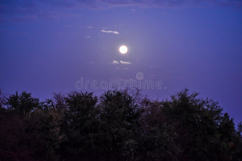 Silhouette Trees and Moonlight Stock Image - Image of silhouette ...