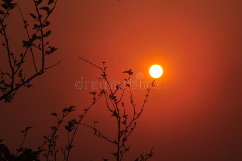 Silhouette of Trees with the Red Setting Sun in the Background Stock ...
