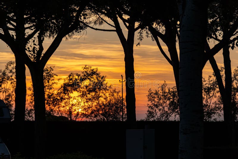 Silhouette of Trees on a Sunset Stock Photo - Image of nature ...