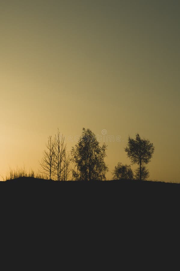 Silhouette of the Trees at Sunset. Sun Setting Behind the Forest Stock ...
