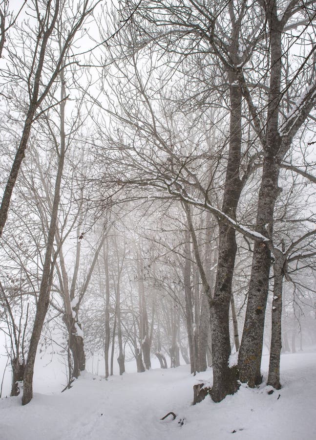Silhouette of Trees Trunks and Branches in Snow Stock Photo - Image of ...