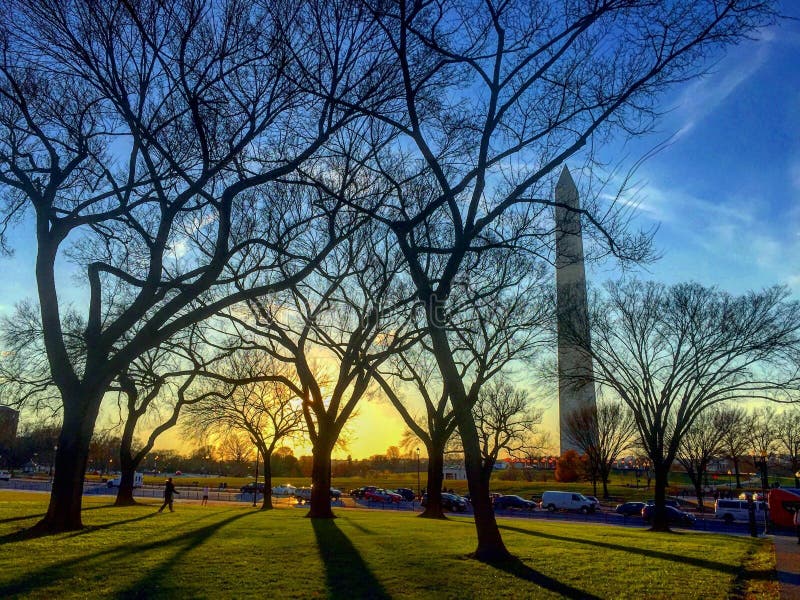 Silhouette of Trees with the Washington Monument in the Background ...
