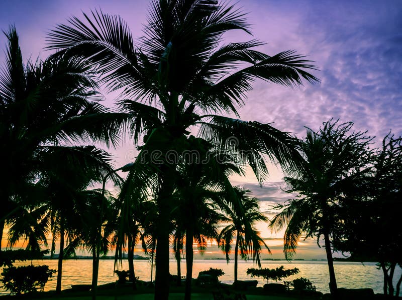 The Silhouette of Tropical Beach Coconut Tree with Sunset Time Stock ...