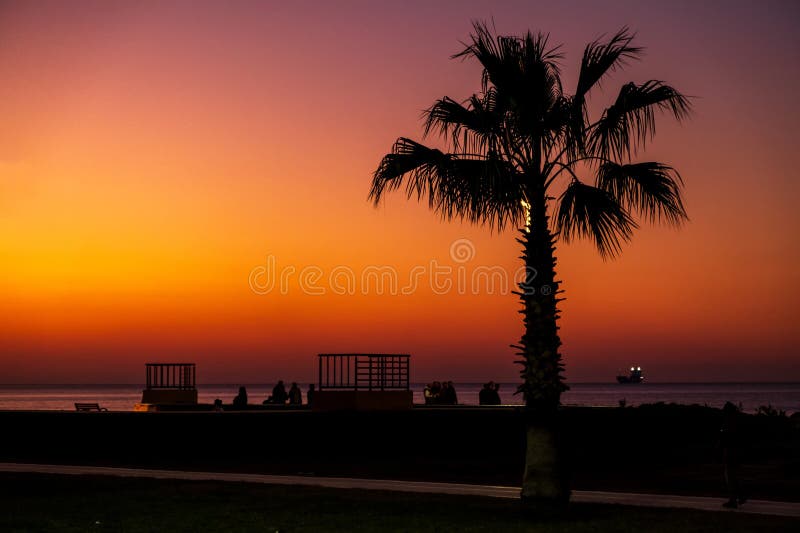 Silhouette Tropical Palm Trees at Sunset, Summer Vacation Stock Photo ...