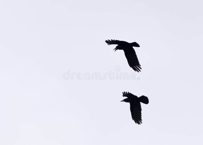 Black Raven Logo Stock Photos - Free & Royalty-Free Stock Photos from ...