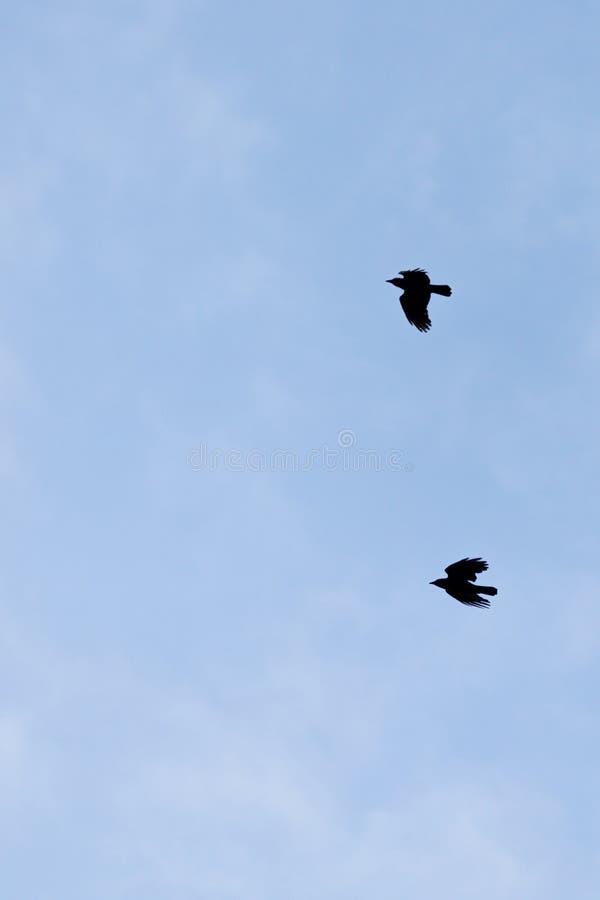 Silhouette of Two Crows Flying in the Sky Stock Image - Image of animal ...