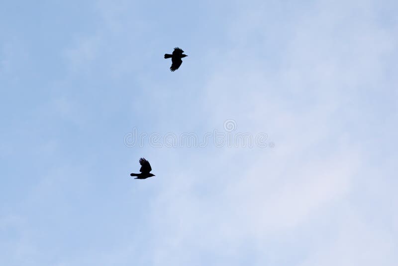 Silhouette of Two Crows Flying in the Sky Stock Photo - Image of ...