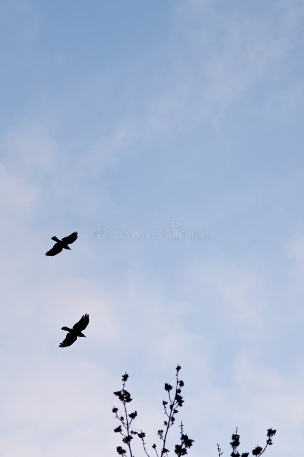 Crows Flying Shadow Stock Photos - Free & Royalty-Free Stock Photos ...