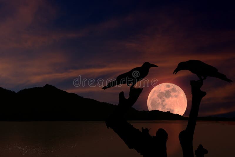 Silhouette of Two Crows Perched on Tree Branch in Forest at Lake at ...