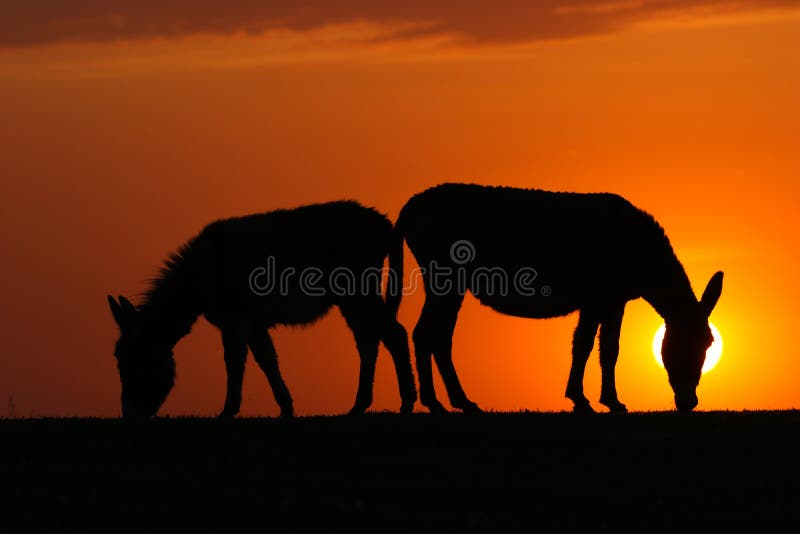 Silhouette Donkey Stock Photos - Download 765 Royalty Free Photos