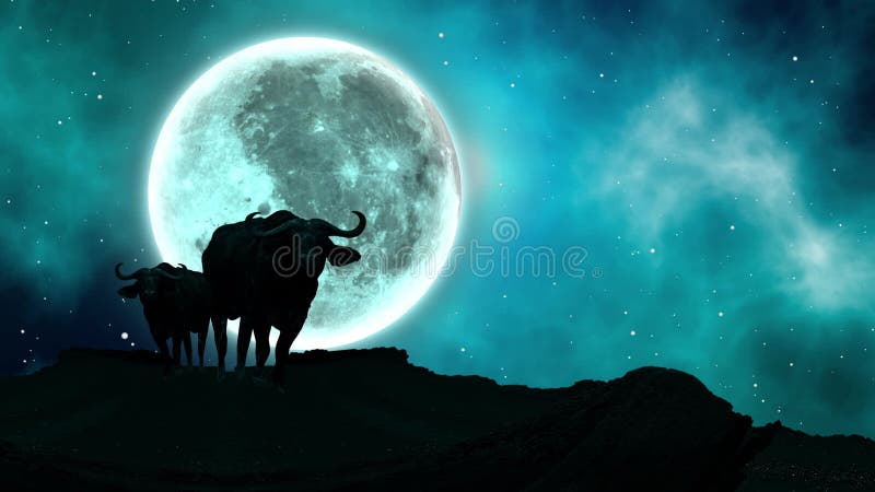 Silhouette of Two Female Buffalo at Night Under Full Moonlight Stock ...
