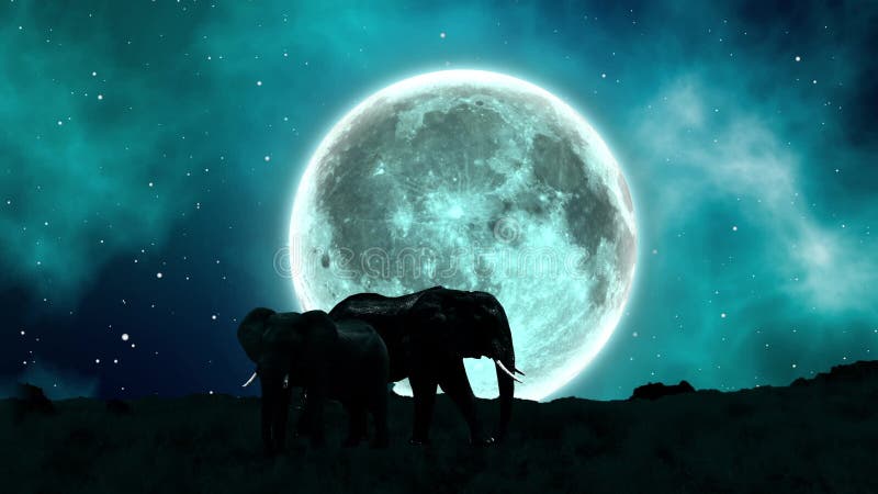 Silhouette of Two Female Buffalo at Night Under Full Moonlight Stock ...