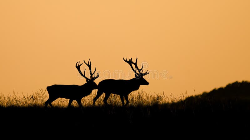 Silhouette Of A Two Red Deer Cervus Elaphus Stag In Rutting Season Stock Image Image Of