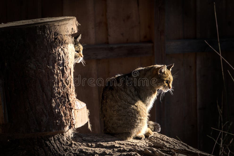Silhouette of Two Wild Cats in the Sun Stock Photo - Image of cute, golden: 305587442
