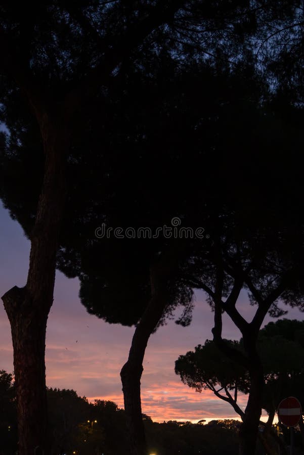 Silhouette of Typical Tuscan Trees at Sunset in Rome Stock Photo ...