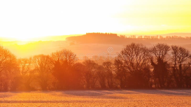 Silhouette View of the Big Leafless Trees in the Field at Sunrise Stock ...