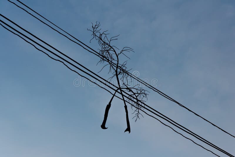 Silhouette View of Dead Branch on the Electric Wire. Stock Image ...