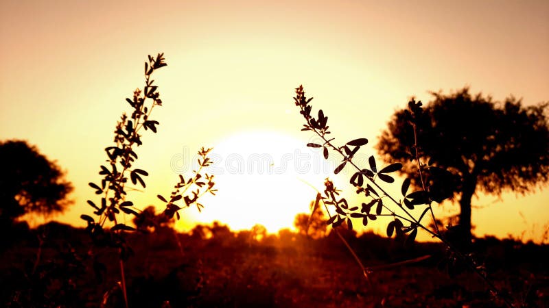 Silhouette of Weed or Grass in Golden Sunlight in Sunset at a Field ...