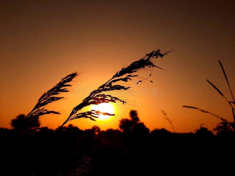 Silhouette of Weed or Grass in Golden Sunlight in Sunset at a Field ...