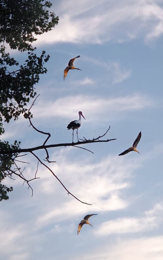 Silhouette of a White Stork Standing on a Dry Tree Branch Watching ...