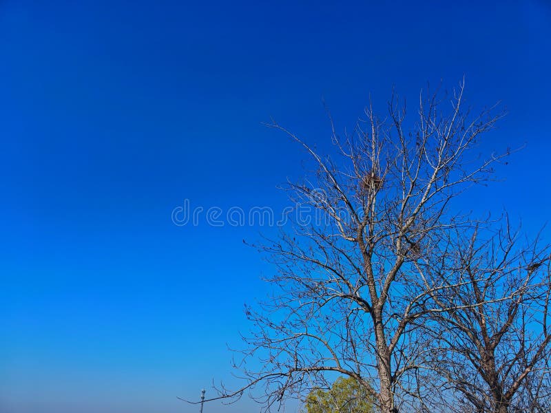 Silhouette Withered Tree Under Blue Sky Stock Photos - Free & Royalty ...