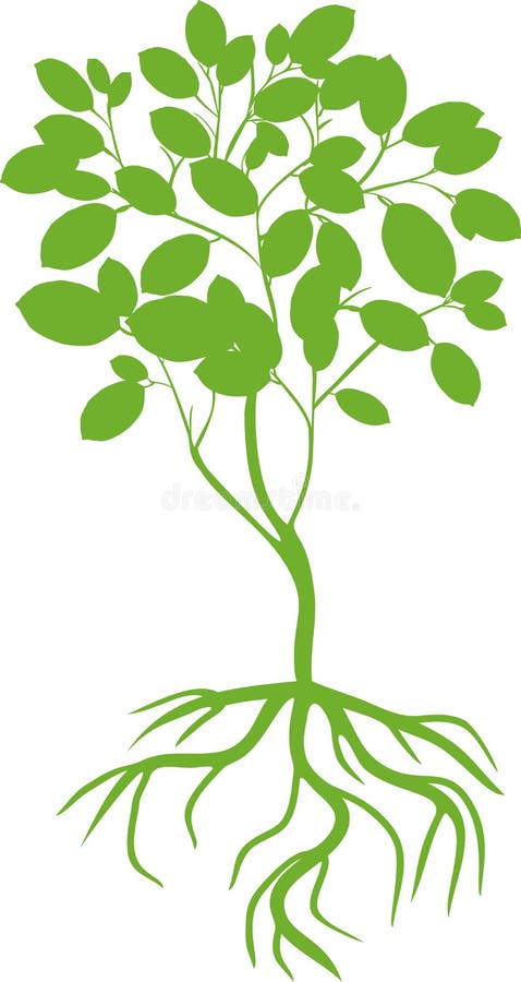 Silhouette of Young Deciduous Tree with Green Crown and Root System ...