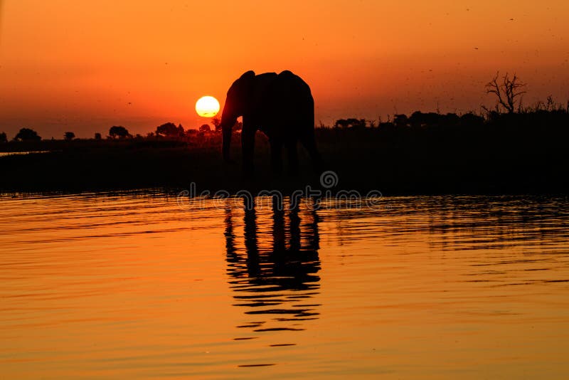 Silhouetted African Elephant and Shadow Reflected in Water Stock Photo ...