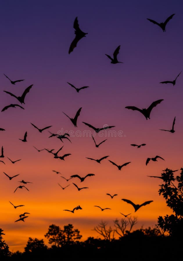 Silhouetted Bats Flying at Sunset Stock Illustration - Illustration of ...