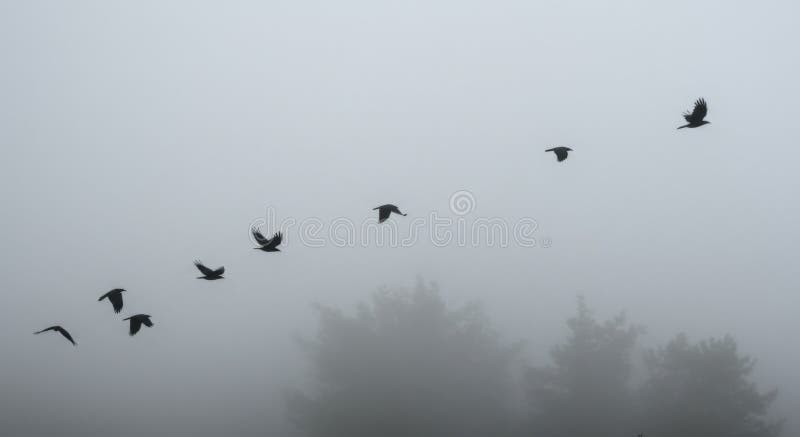 Silhouetted Birds Flying in Dense Fog Over Trees Stock Illustration ...