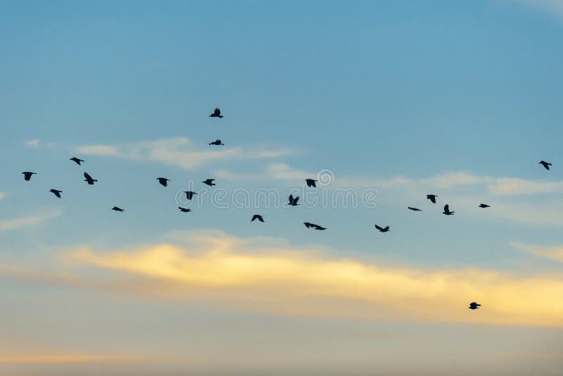 Silhouetted Crows Flying in the Sunset Sky Stock Image - Image of ...