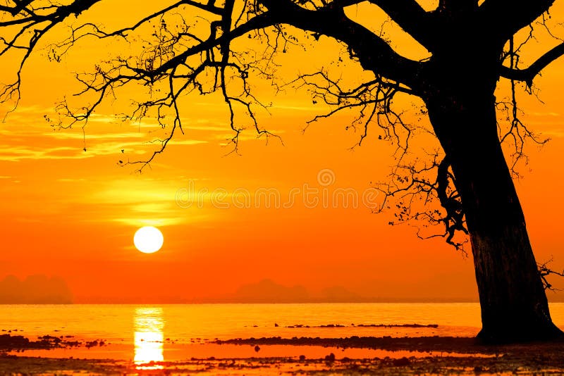 Silhouetted of Dead Tree in Sunset at the Sea. Stock Photo - Image of ...