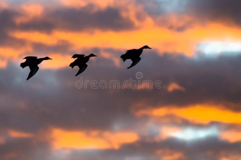 Silhouetted Ducks Flying In The Sunset Sky Stock Image - Image of ...