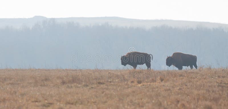 Two Buffalo Graze in the Grasslands Stock Image - Image of midewin ...