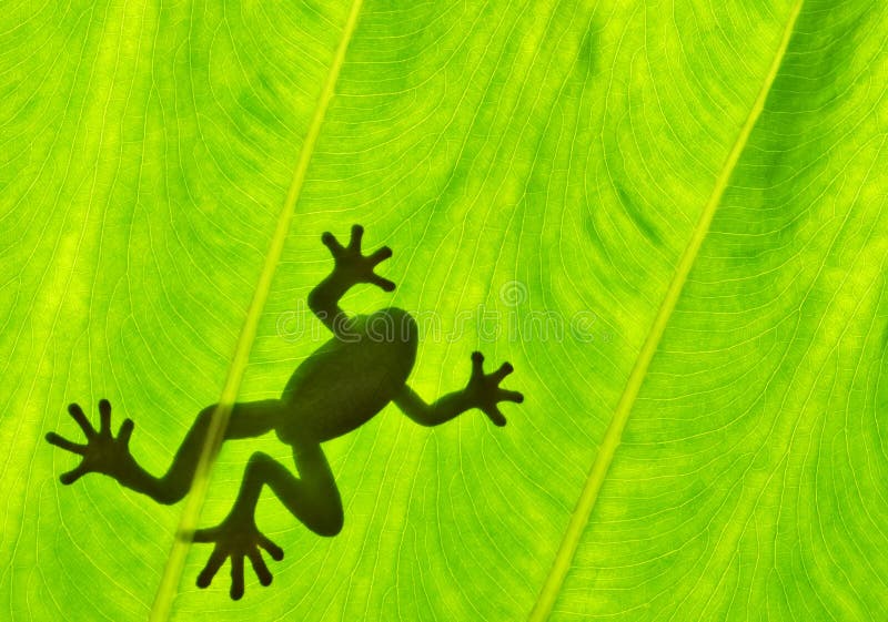 Frog Shadow stock photo. Image of animal, webfoot, tree - 14422348