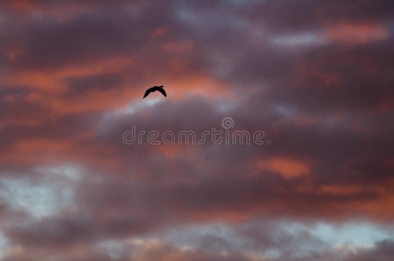 Silhouetted Goose Flying in the Beautiful Sunset Sky Stock Image ...