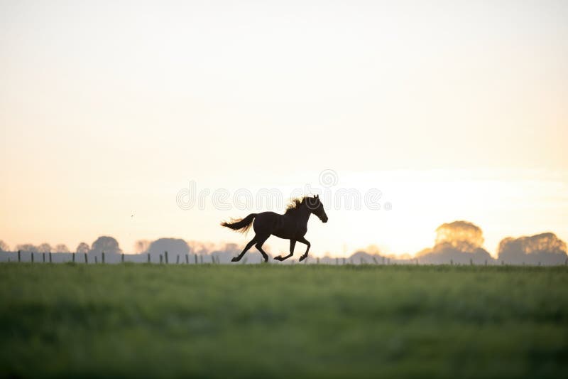 Silhouetted Horse Cantering at Dawn in a Field Stock Image - Image of ...