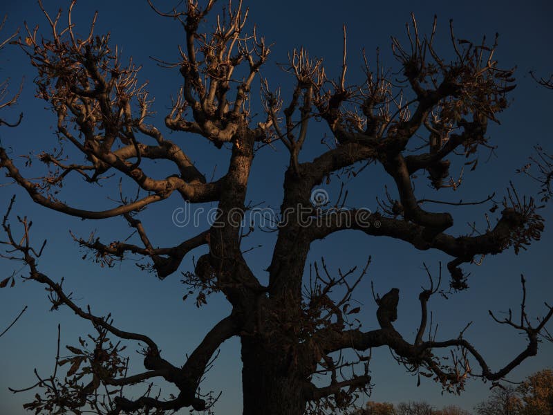 Silhouetted Leafless Tree Against a Blue Evening Sky in the Light of ...