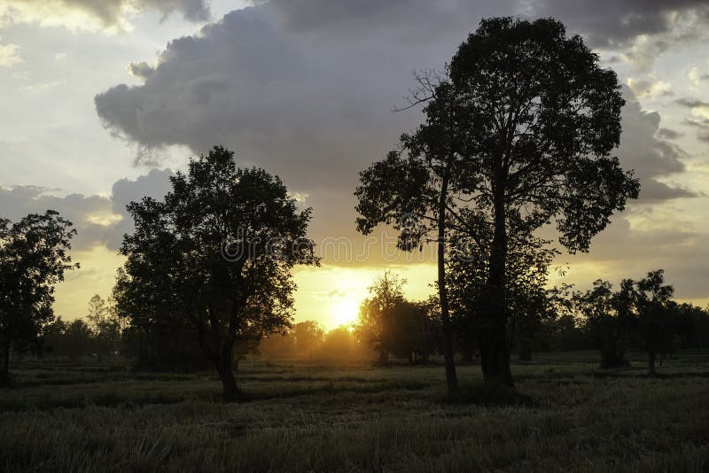 Silhouetted Native Trees with Beautiful Tropical Sunset in Background ...