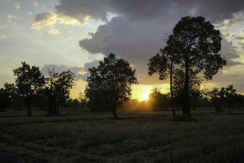 Silhouetted Native Trees with Beautiful Tropical Sunset in Background ...