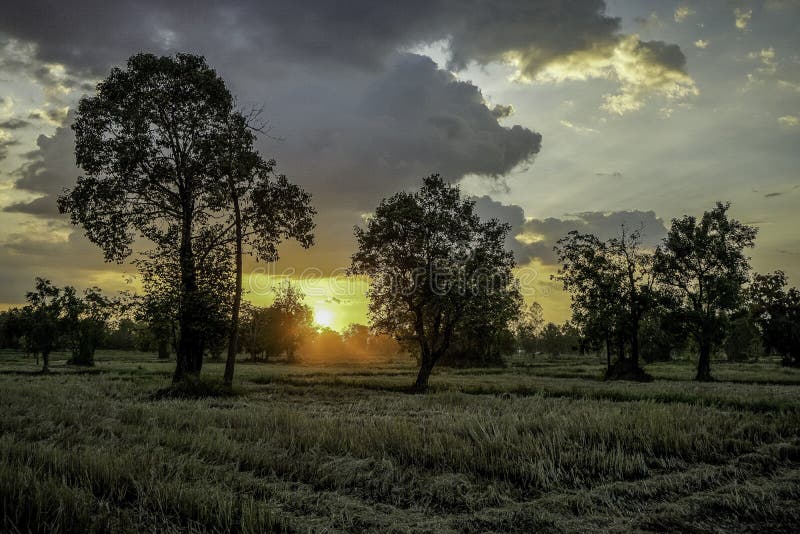 Silhouetted Native Trees with Beautiful Tropical Sunset in Background ...