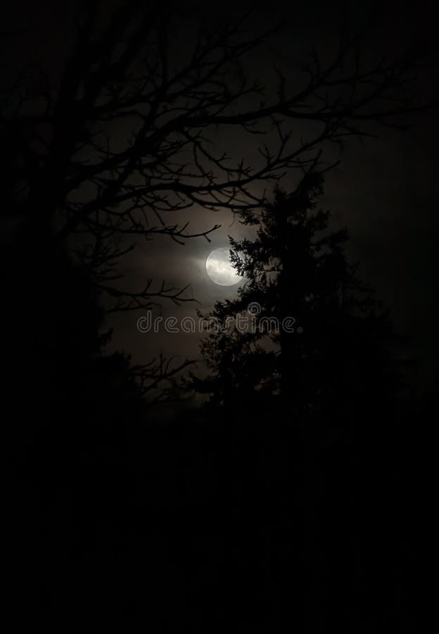 Silhouetted Pine Trees and Tree Branches in Front of a Full Bright Moon ...