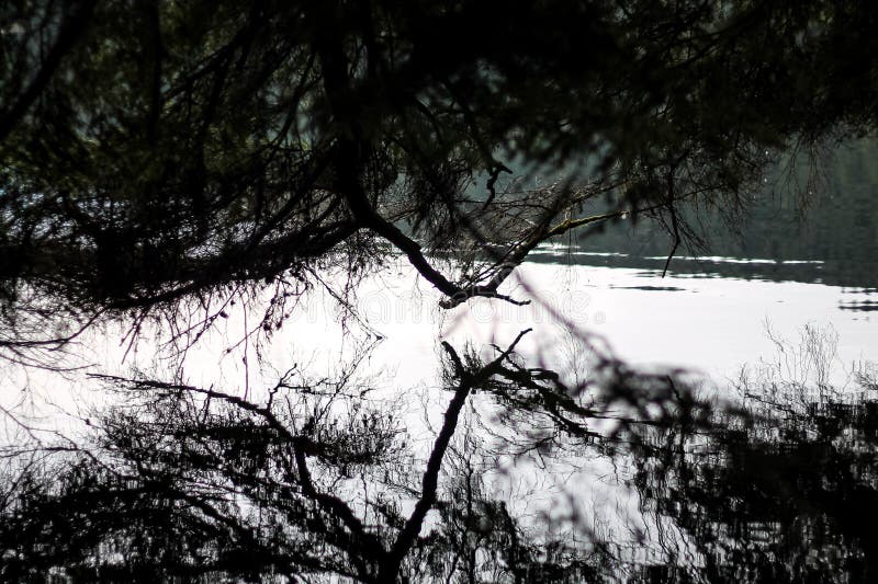 Silhouetted Reflections Western Red Cedar Stock Photos - Free & Royalty ...