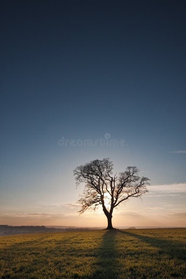 Lonely tree in a desert stock photo. Image of lonely - 10945412