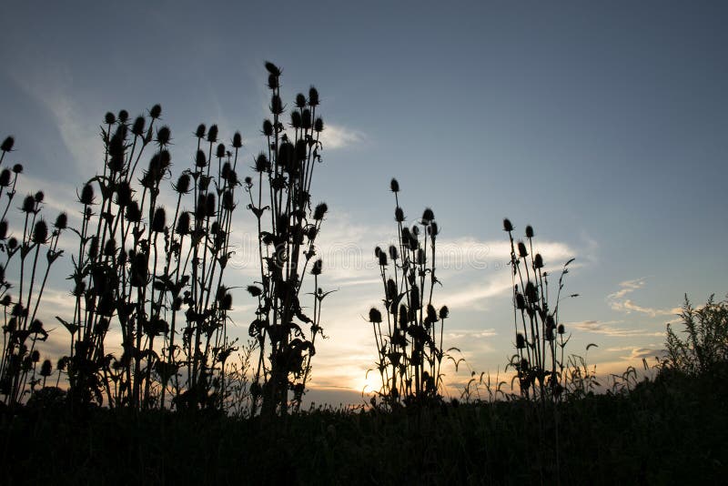 TOWERING WEEDS AGAINST BLUE SUNSET SKY Stock Photo - Image of ...