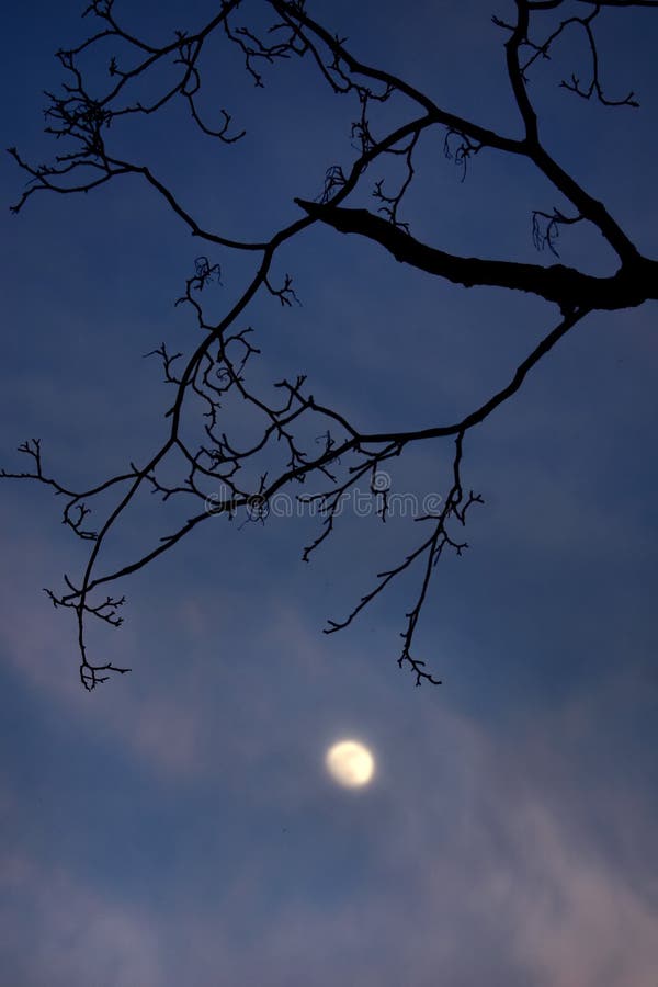 Silhouetted tree and moon stock photo. Image of night, twilight - 349770