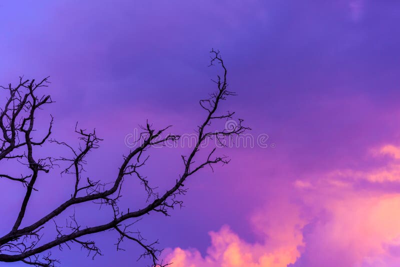 Silhouetted Tree on Twilight Sky after Sunset Stock Image - Image of ...