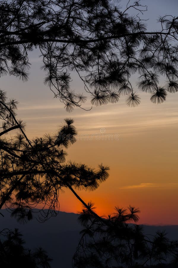 Silhouetted Tree on Twilight Sky after Sunset Stock Image - Image of ...