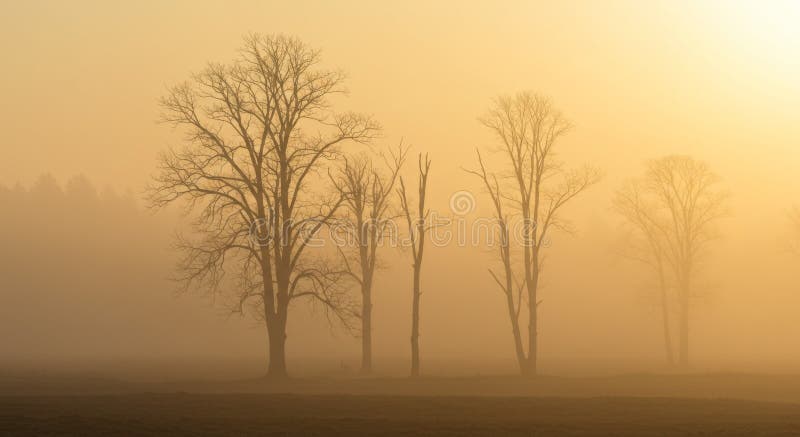 Silhouetted Trees in Golden Mist at Sunrise Stock Illustration ...