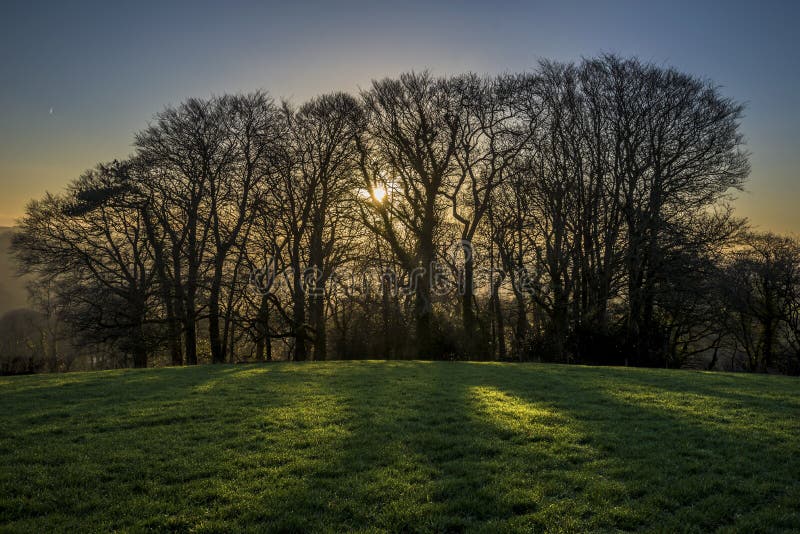 Silhouetted Trees at Sunrise in Fields, Cornwall, UK Stock Image ...