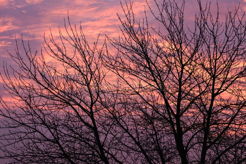 Silhouettes of Bare Tree Branches with a Beautiful Sunset in the ...